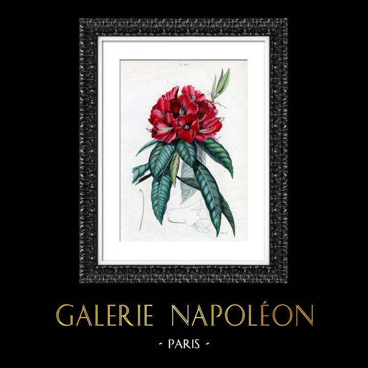 Antique Prints & Drawings | Botanical Print - Botany - Flowers ...