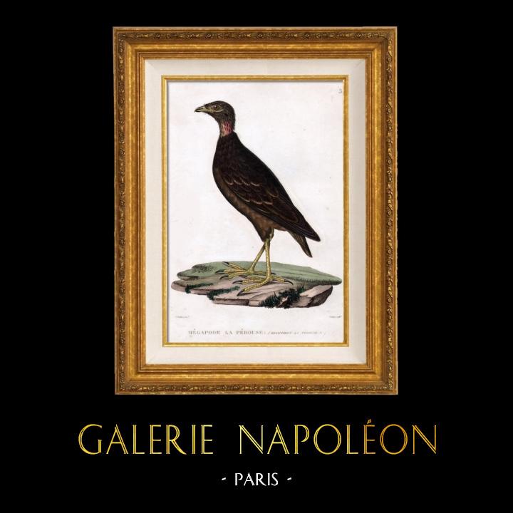 Antique Prints & Drawings | Bird - Megapode - Megapodius La Pérouse ...
