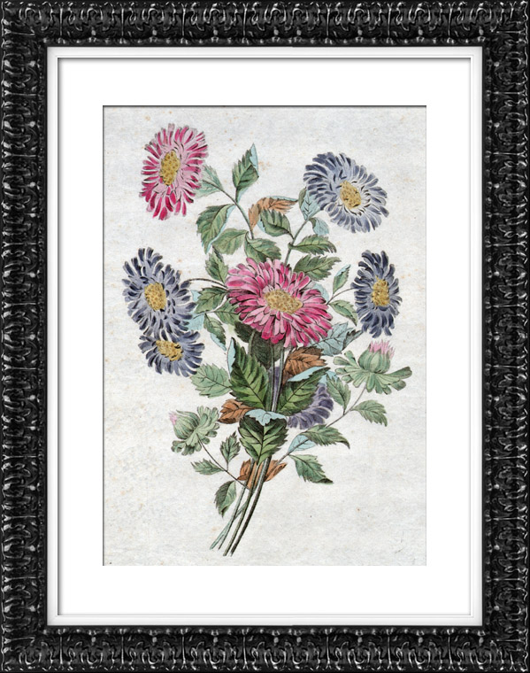 Stampe Antiche & Disegni | Stampa Botanica - Fiori - Asteraceae ...