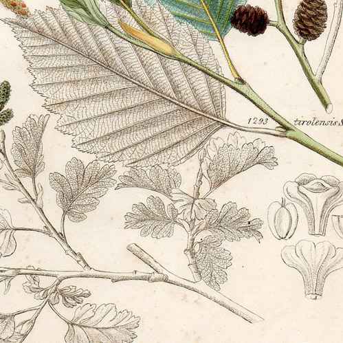 Antique Prints & Drawings | Botanical Print - Botany - Alnus Incana ...