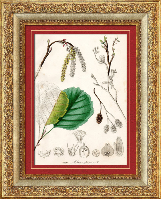 Antique Prints & Drawings | Botanical Print - Botany - Alnus Glutinosa ...