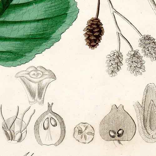 Antique Prints & Drawings | Botanical Print - Botany - Alnus Glutinosa ...