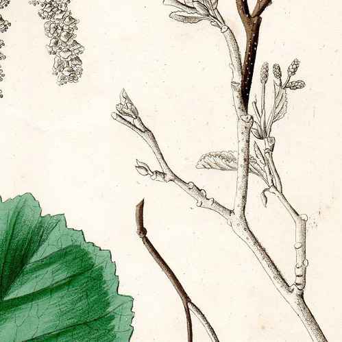 Antique Prints & Drawings | Botanical Print - Botany - Alnus Glutinosa ...