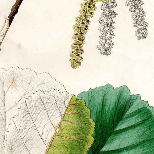 Antique Prints & Drawings | Botanical Print - Botany - Alnus Glutinosa ...