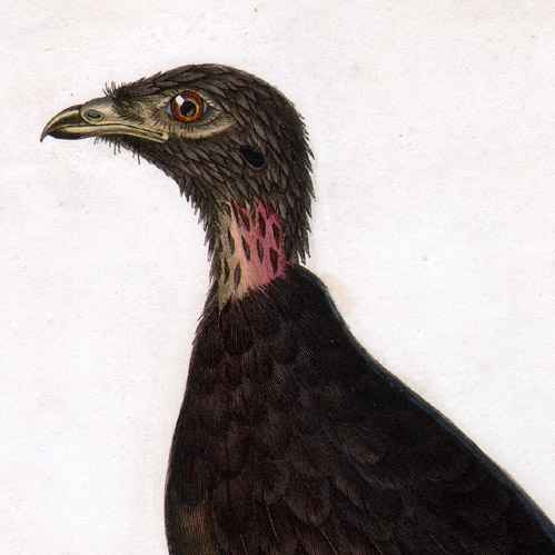 Antique Prints & Drawings | Bird - Megapode - Megapodius La Pérouse ...