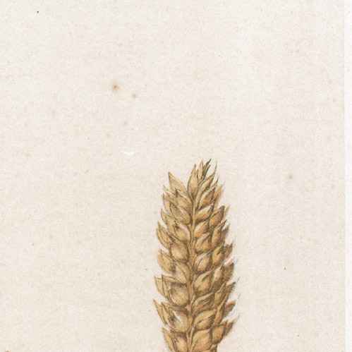 Alte Stiche & Zeichnungen | Botanischer Druck - Botanik - Weizen - Blé ...
