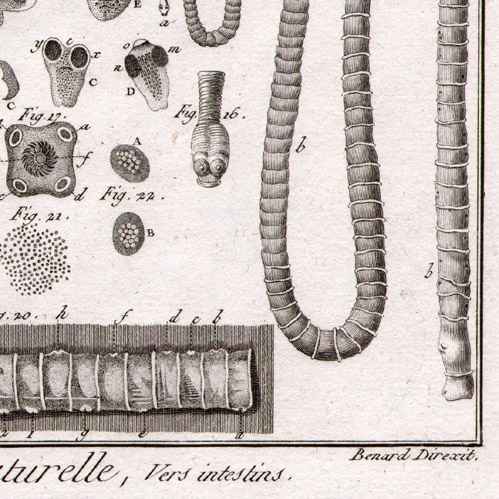 Oude Prenten & Tekeningen | Darm Worm - Parasiet - Helminthologie ...