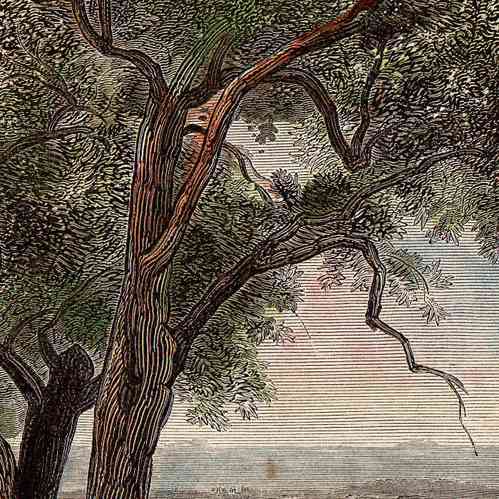 Antique Prints & Drawings | View of the Lake Nemi - Lazio (Italy ...