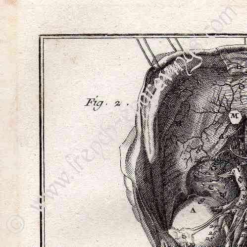 Gravures Anciennes & Dessins | Médecine - Anatomie - 1779 - Reins ...