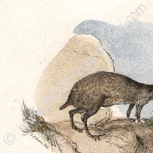 Antique Prints & Drawings | Mammals - Green acouchi - Paca - Rodents ...