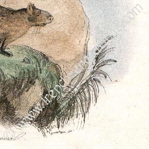Antique Prints & Drawings | Mammals - Green acouchi - Paca - Rodents ...