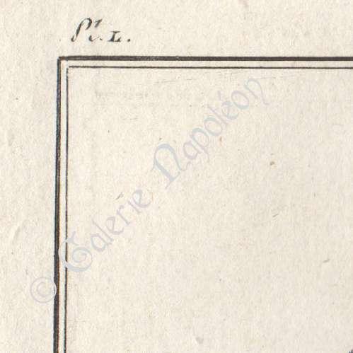 Antique Prints & Drawings | Monkey - Angolan talapoin - Miopithecus ...