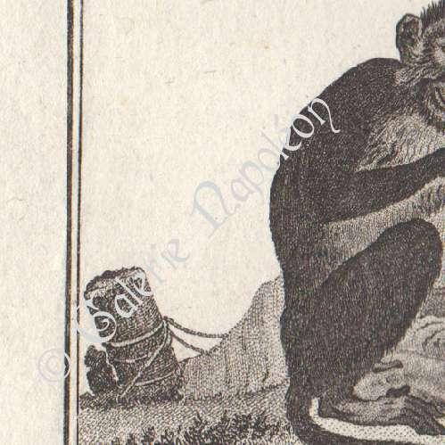 Antique Prints & Drawings | Monkey - Angolan talapoin - Miopithecus ...