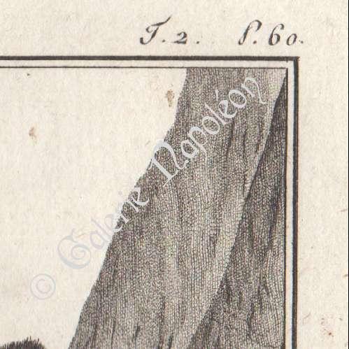 Antique Prints & Drawings | Monkey - Angolan talapoin - Miopithecus ...