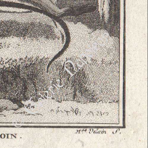 Antique Prints & Drawings | Monkey - Angolan talapoin - Miopithecus ...