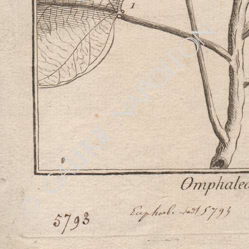 Gravures Anciennes & Dessins | Botanique - Plantes - Omphalea diandra ...