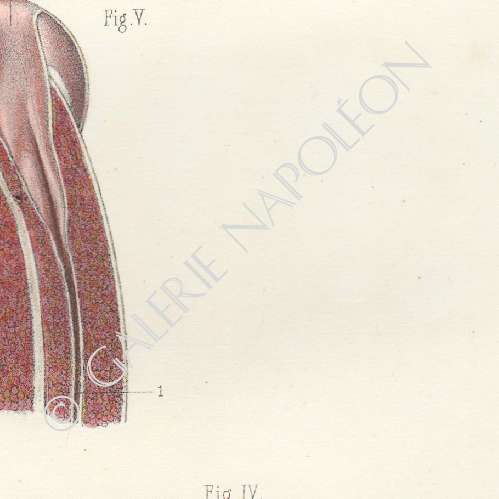 Gravures Anciennes & Dessins | Anatomie - Homme - Verge - Pénis ...