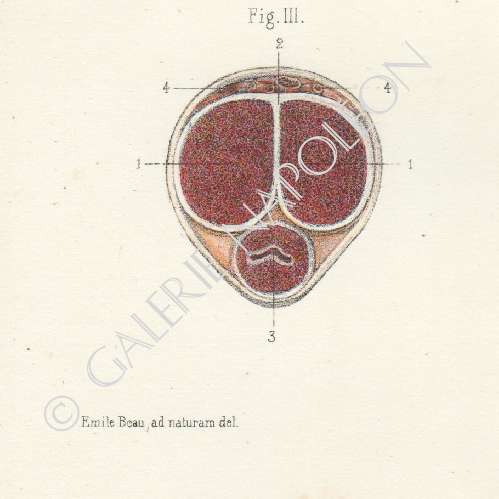 Gravures Anciennes & Dessins | Anatomie - Homme - Verge - Pénis ...