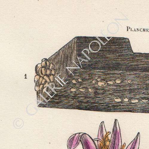 Gravures Anciennes & Dessins | Plantes et Fleurs - Colchique d'automne ...