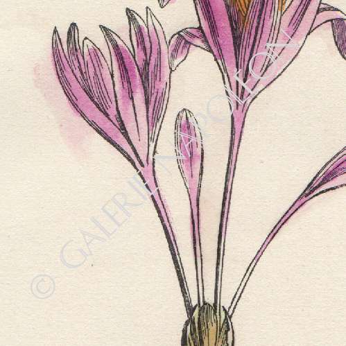 Gravures Anciennes & Dessins | Plantes et Fleurs - Colchique d'automne ...