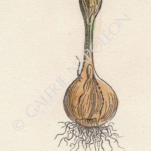 Gravures Anciennes & Dessins | Plantes et Fleurs - Colchique d'automne ...