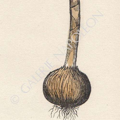 Gravures Anciennes & Dessins | Plantes et Fleurs - Colchique d'automne ...