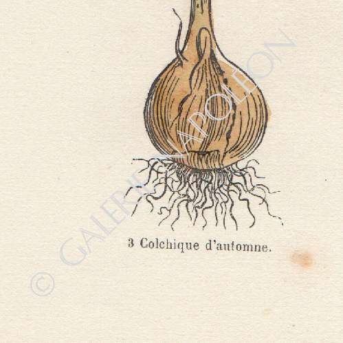 Gravures Anciennes & Dessins | Plantes et Fleurs - Colchique d'automne ...