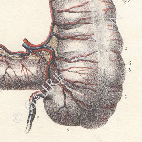Antique Prints & Drawings | Human Body - Anatomy - Duodenum and Coecum ...
